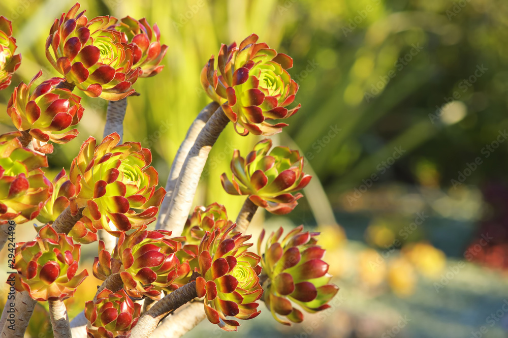 The Tree Aeonium (Aeonium arboreum var. atropurpureum) Stock Photo ...