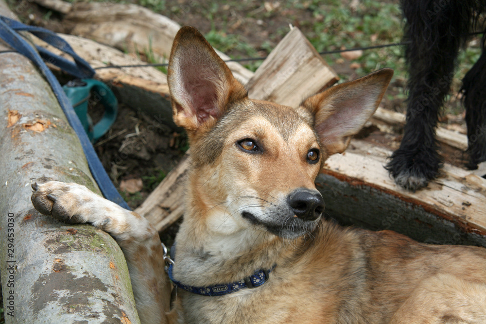 Podenco Mischling Stock-Foto | Adobe Stock