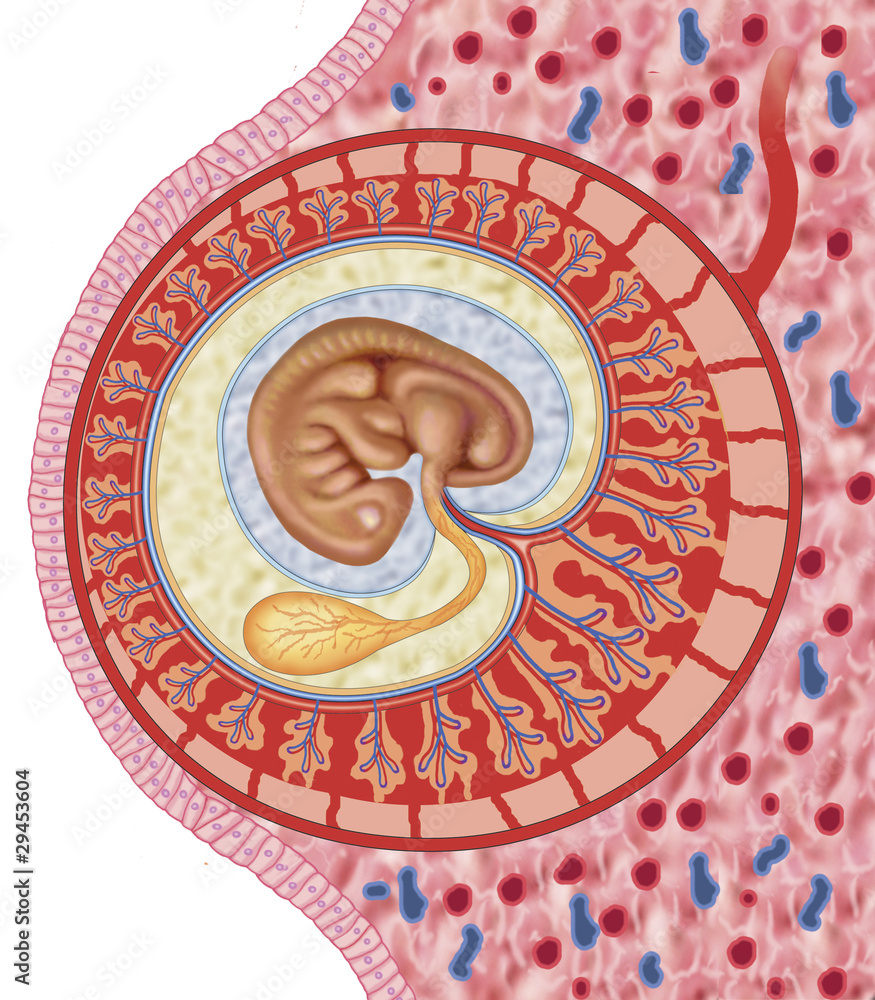 Embrion Stock Illustration | Adobe Stock