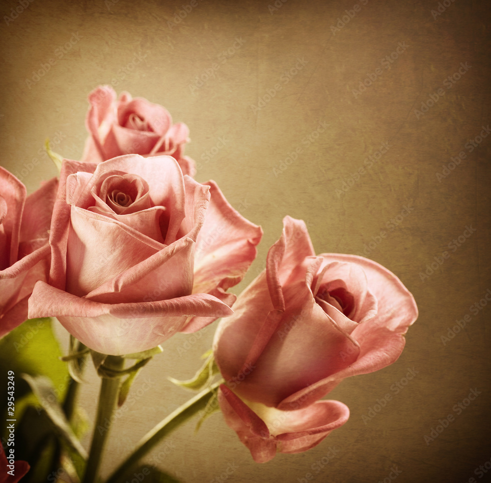Vintage Photography Roses