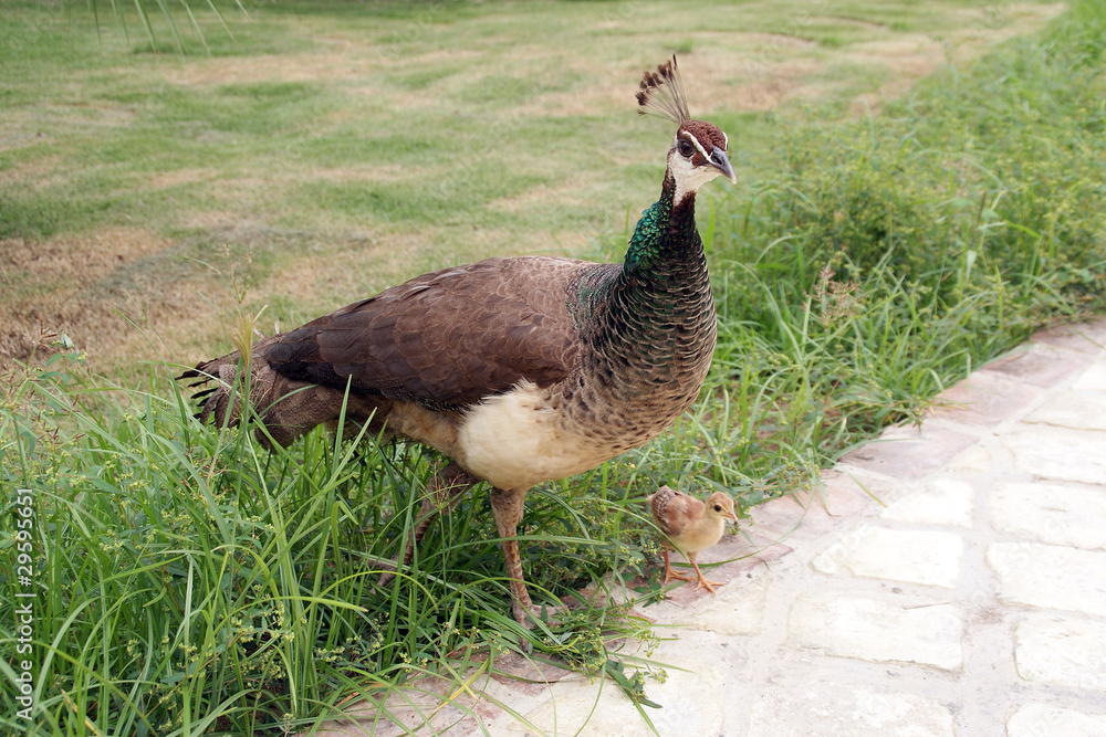 Pfau Weibchen mit Küken Stock-Foto | Adobe Stock