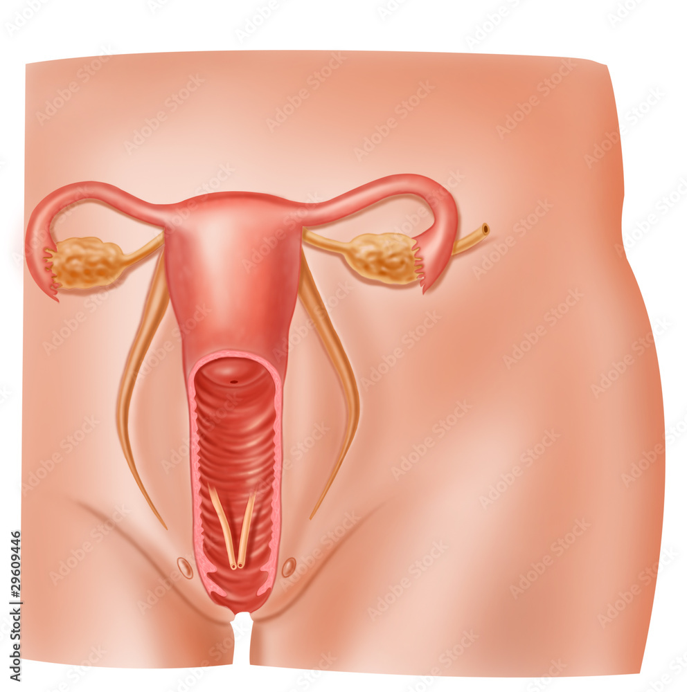 Anatomy female reproductive system cross section Stock Illustration | Adobe Stock
