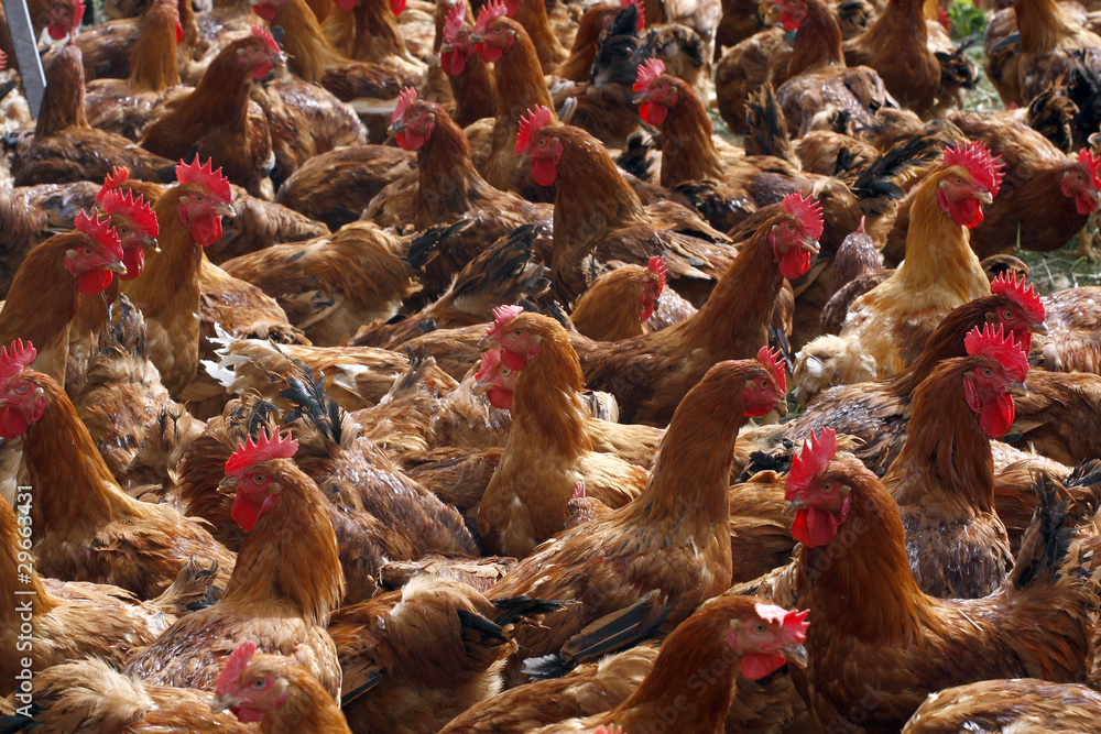 Gallina 3 Stock Photo | Adobe Stock