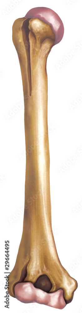 Humero ilustración de Stock | Adobe Stock