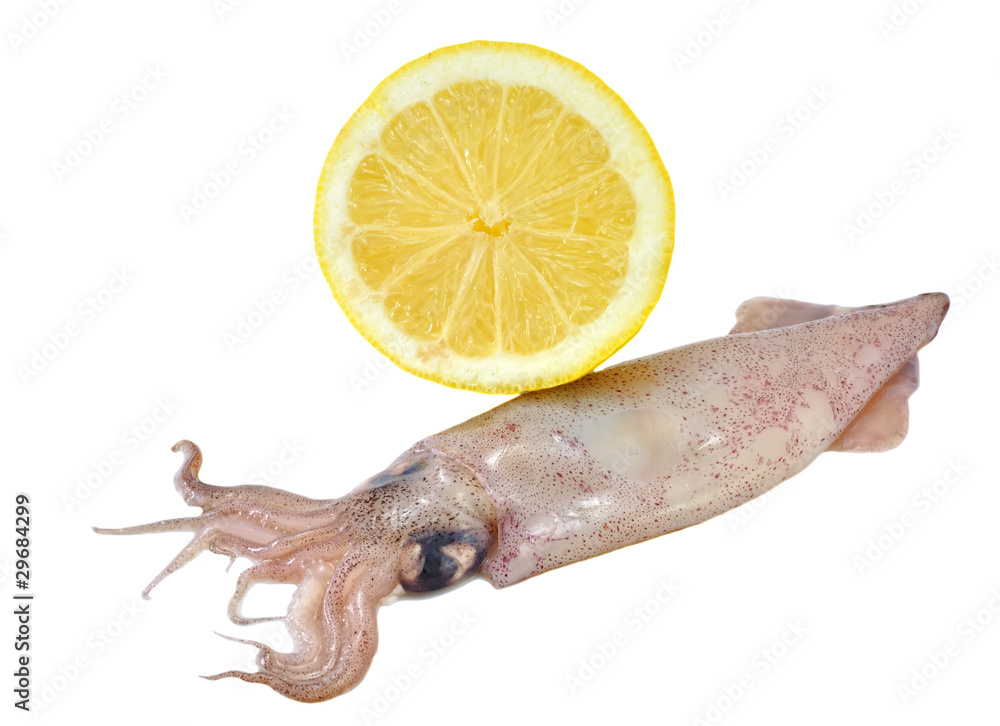 Chipirón fresco. foto de Stock | Adobe Stock