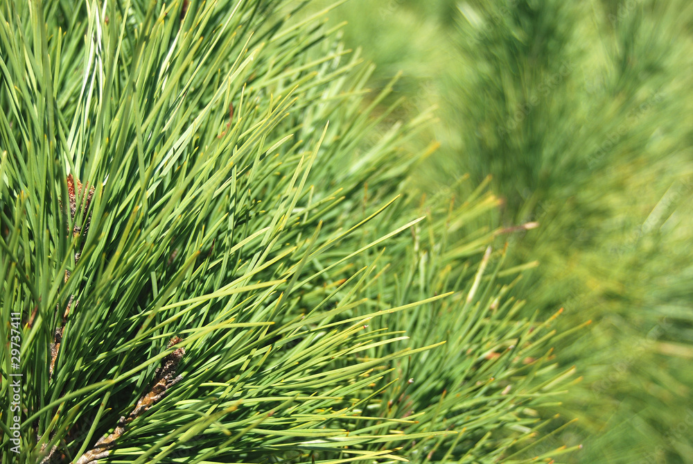 ACÍCULAS, VERDE. PINUS PINEA Stock Photo | Adobe Stock