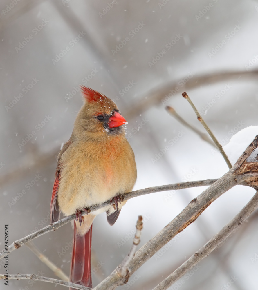 Northern Cardinal, Cardinalis cardinalis Stock Photo | Adobe Stock