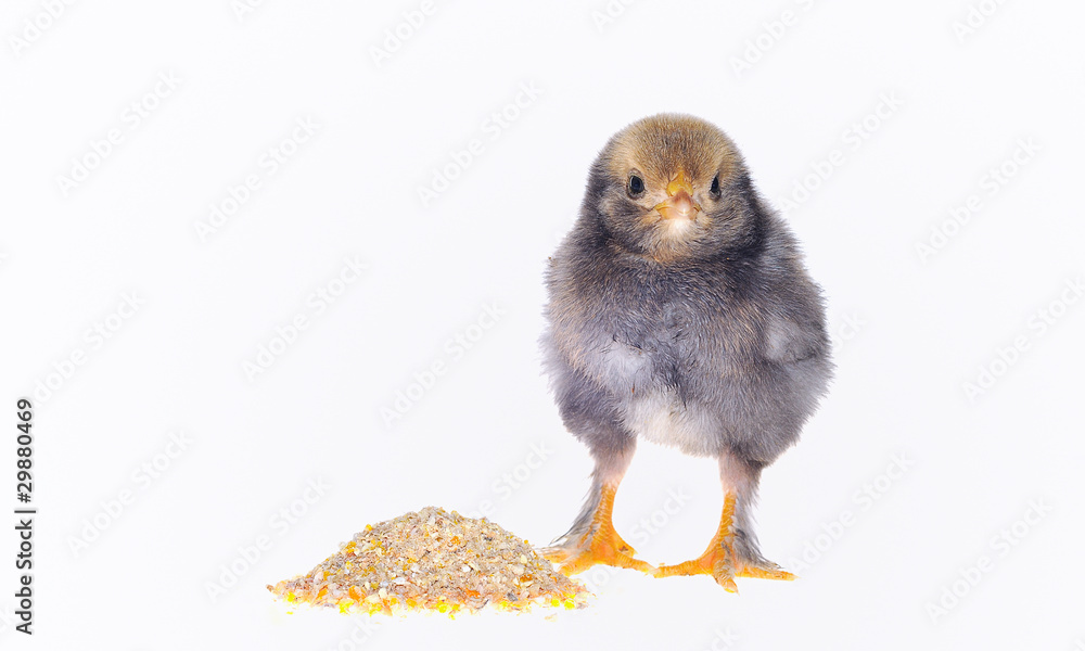 Pollito comiendo pienso. Stock Photo | Adobe Stock