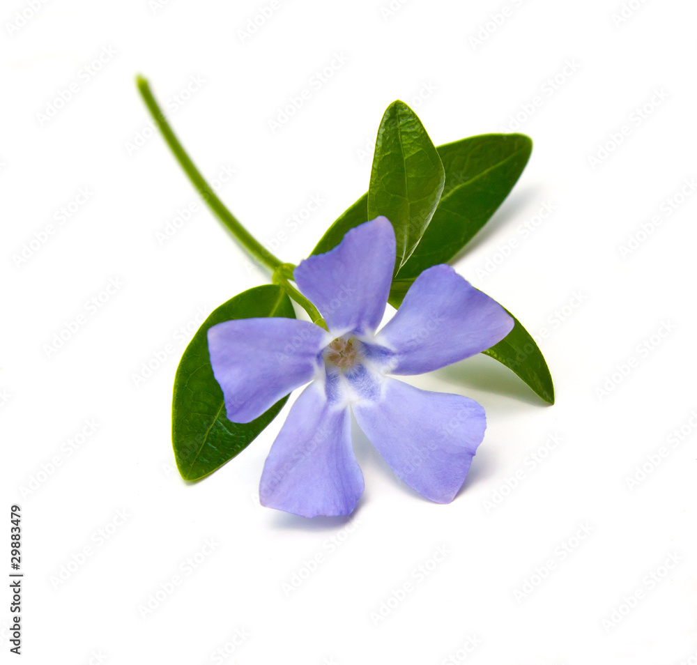 Periwinkle Stock Photo | Adobe Stock