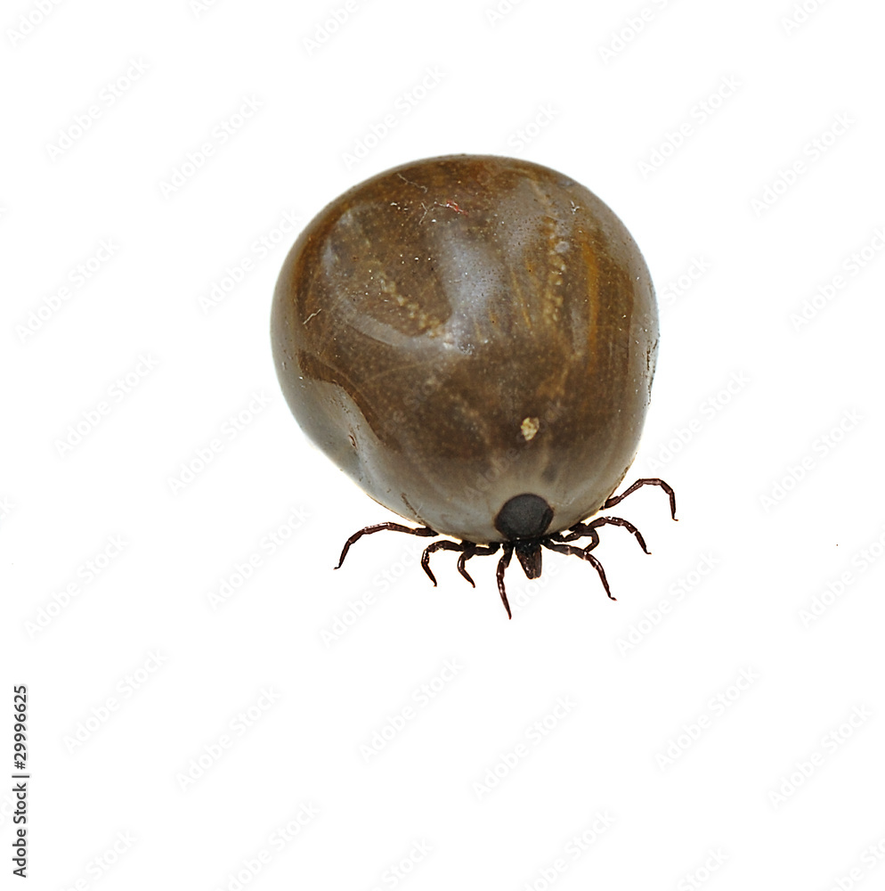 tick macro Stock Photo | Adobe Stock