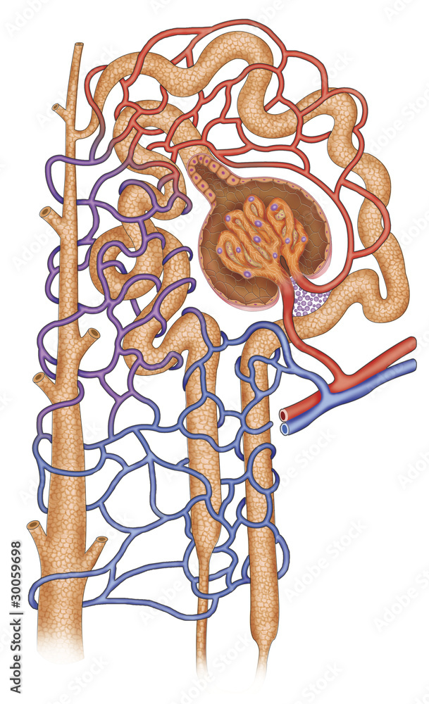 esquema estructural de un nefrón ilustração do Stock | Adobe Stock