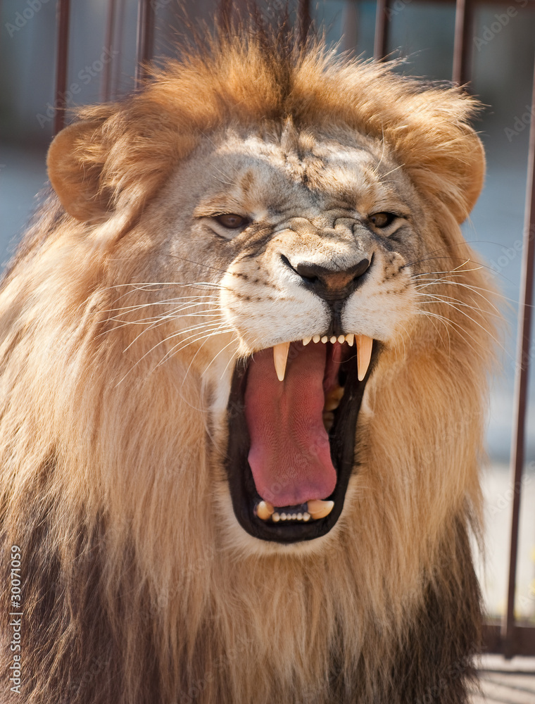 lion Stock Photo | Adobe Stock