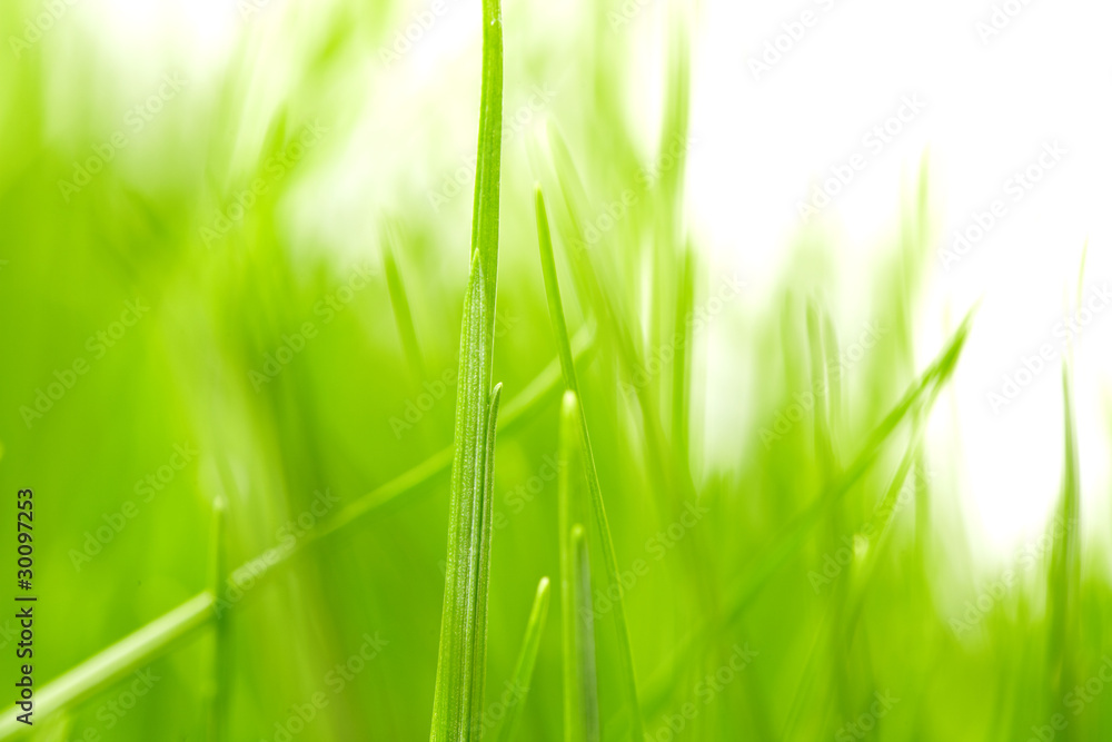Fresh green grass background Stock Photo | Adobe Stock