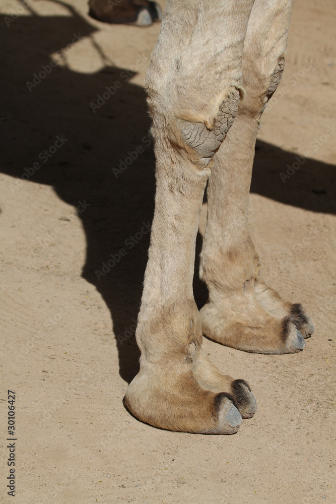 Camel feet Stock Photo | Adobe Stock