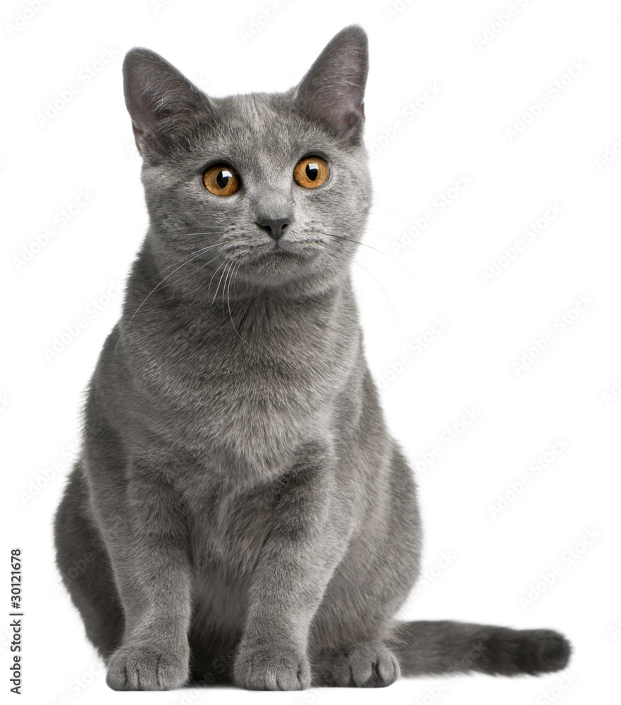 Chartreux kitten, 5 months old, in front of white background Stock ...