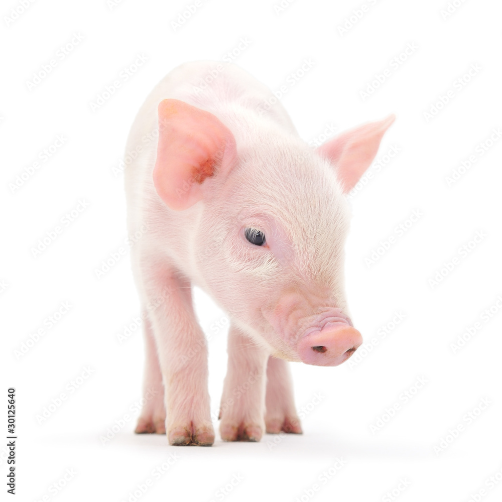 Pig Stock Photo | Adobe Stock