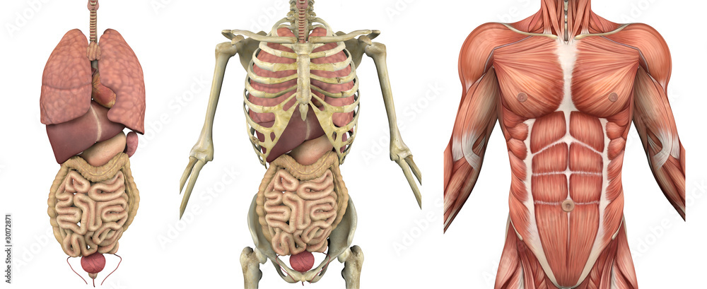 Anatomical Overlays - Male Torso with Organs Stock Illustration | Adobe ...