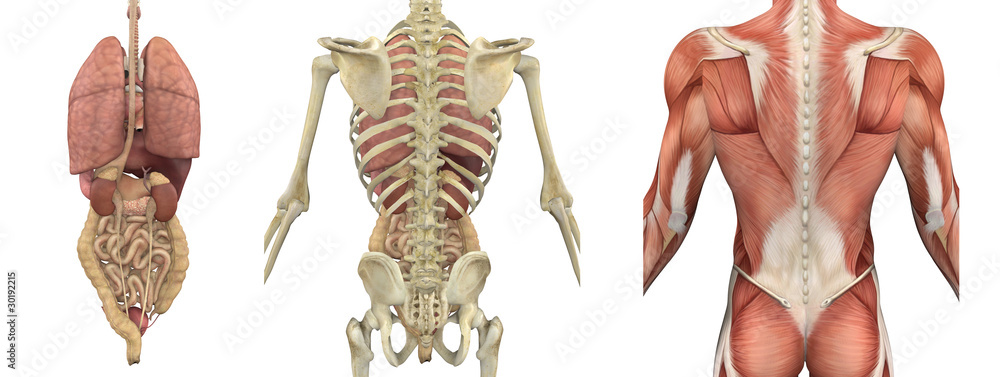 Anatomical Overlays of the Torso - Backside Stock Illustration | Adobe ...