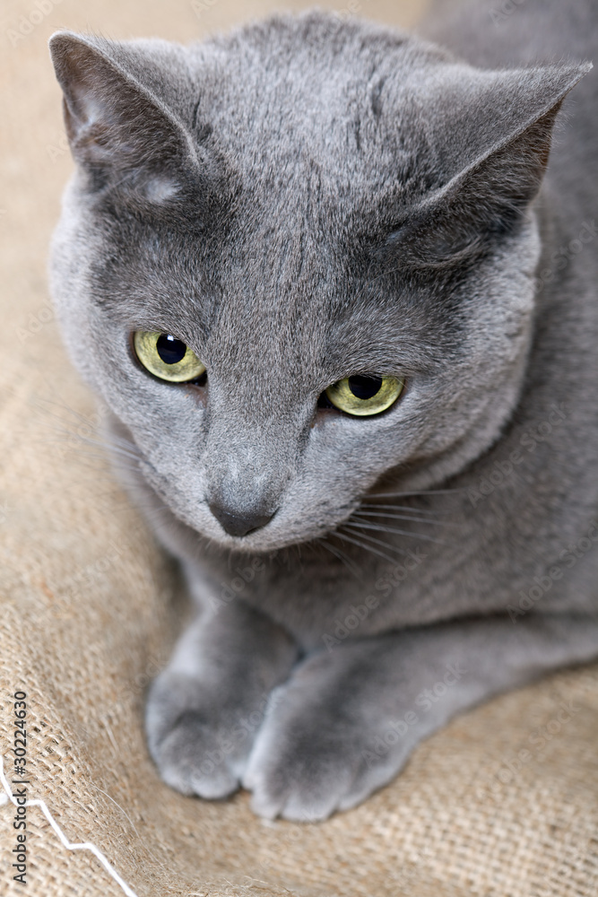 Russisch Blau Katze Stock-Foto | Adobe Stock