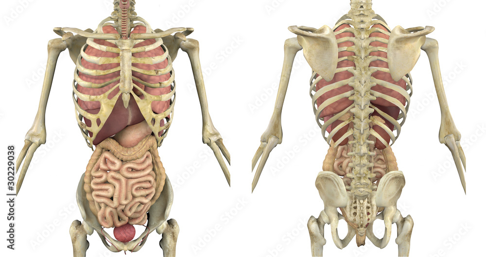 Organs Of The Body Back