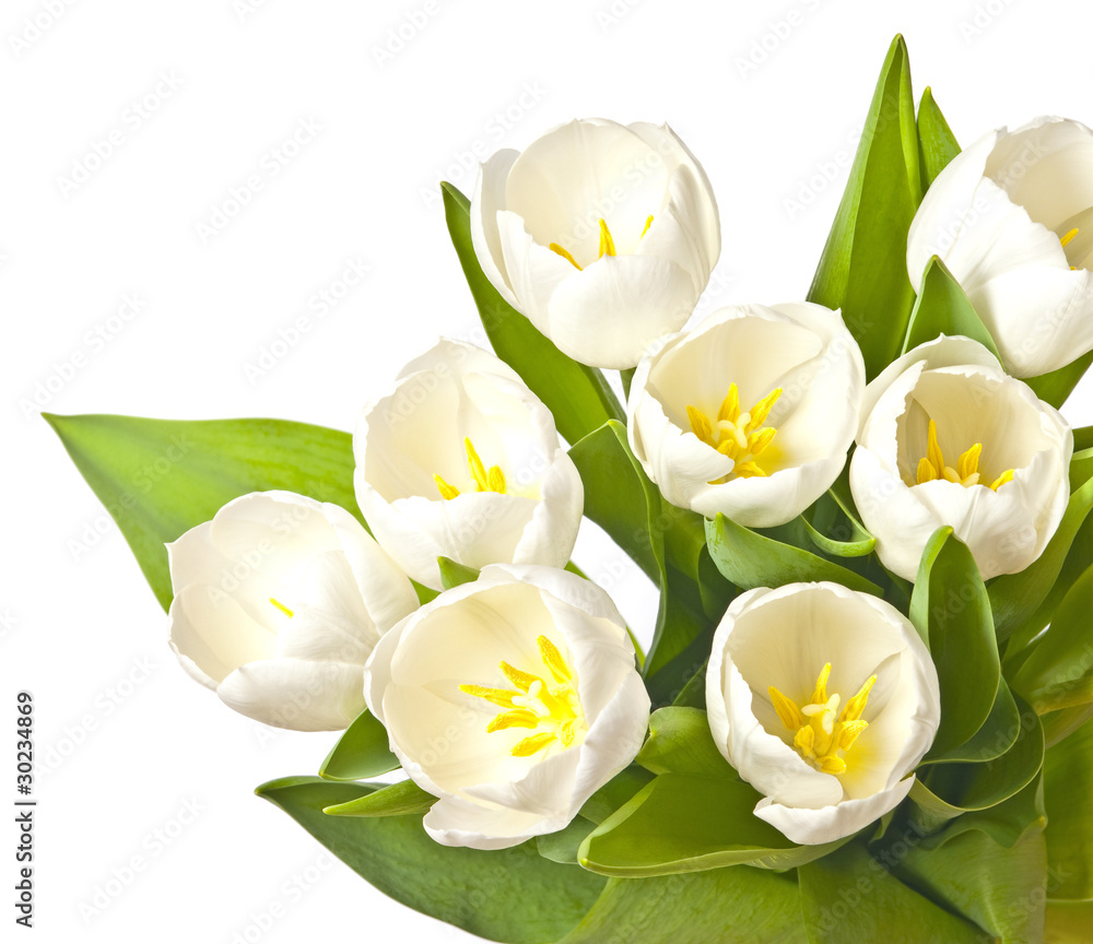 spring flowers - white tulips Stock Photo | Adobe Stock