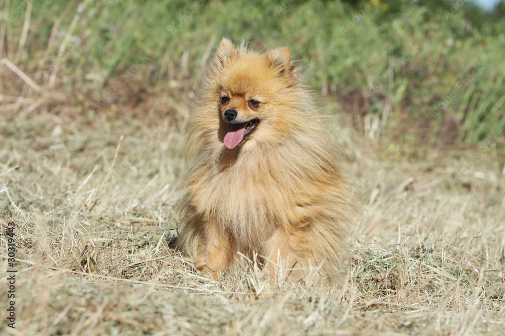 spitz roux à la crinière de lion Stock Photo | Adobe Stock