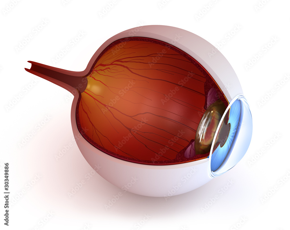 Anatomy of eye - inner structure isolated on white Stock Photo | Adobe ...