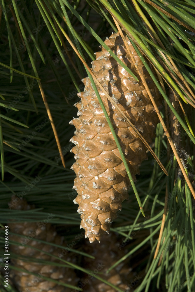 Pin maritime; Pinus maritima Stock Photo | Adobe Stock