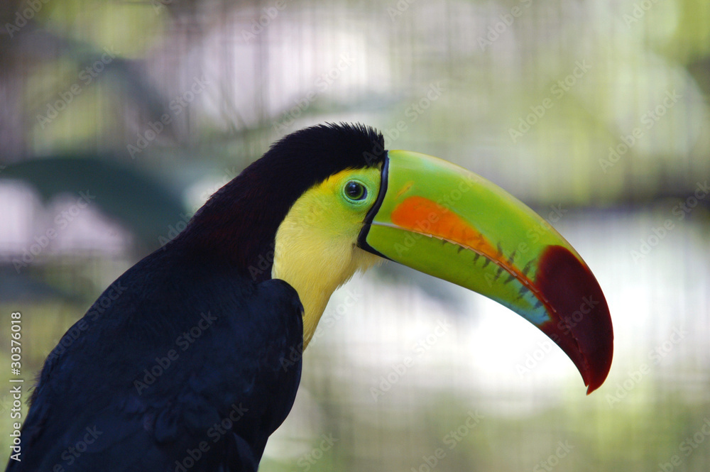 Toucan Ramphastos sulfuratus colorful Tucan bird in zoo Stock Photo ...