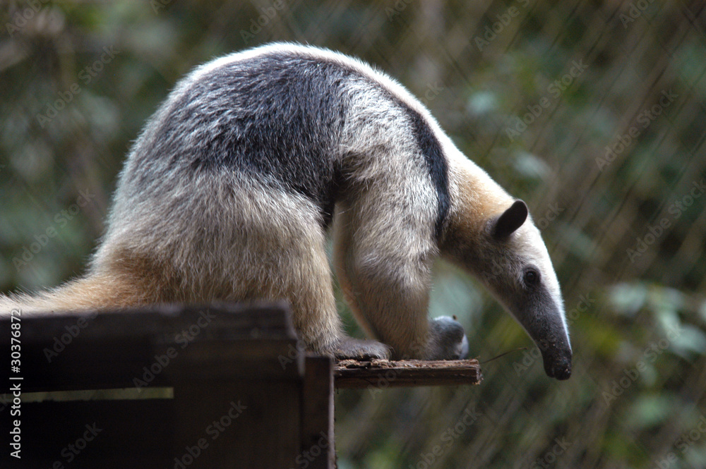 Giant Anteater siting and bending forward, Belize Zoo Stock Photo ...