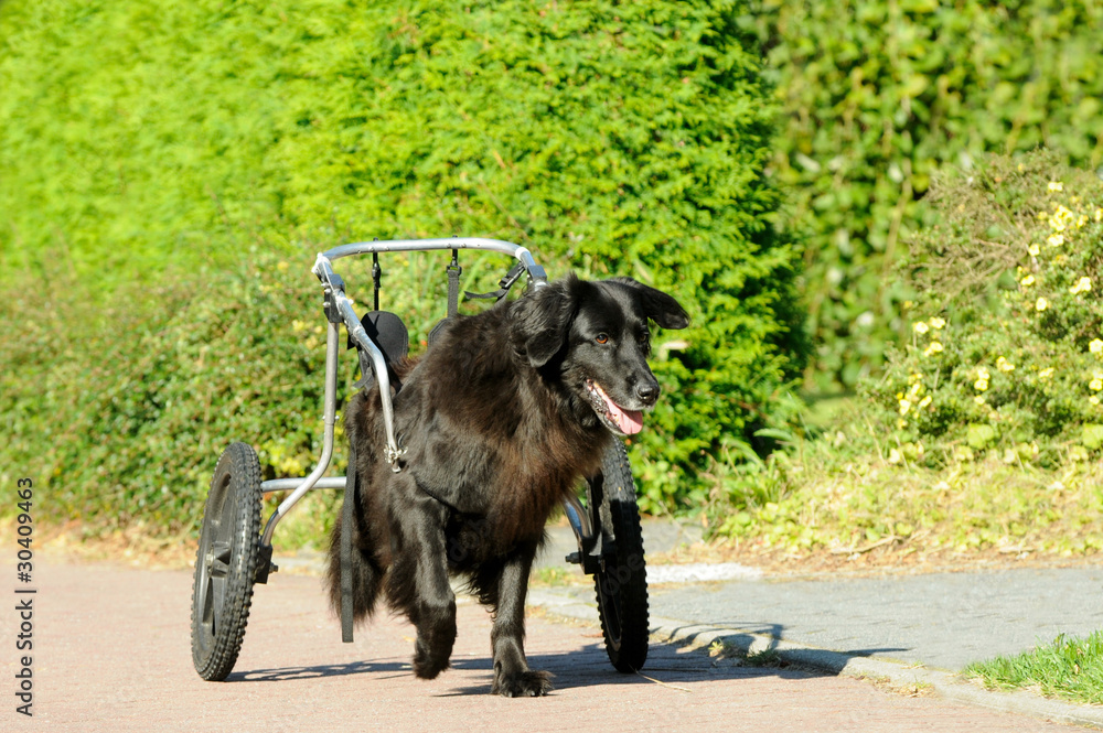 Behinderter Hund Stock Photo | Adobe Stock