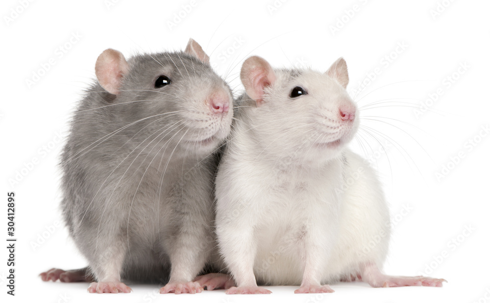 Two rats, 12 months old, in front of white background Stock Photo ...