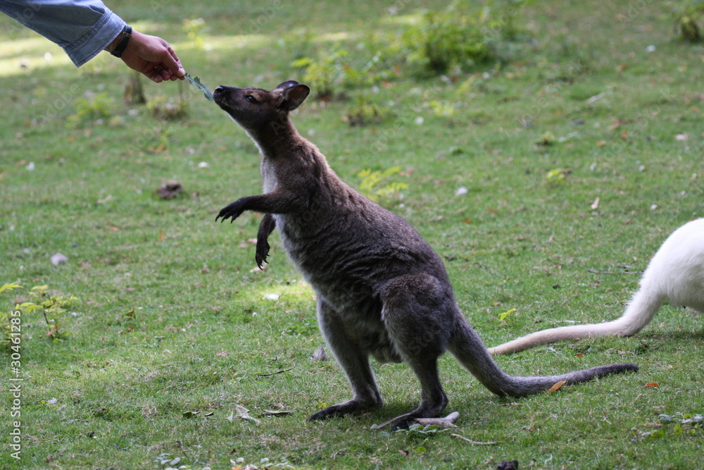 Walibi, kangaroo Stock Photo | Adobe Stock