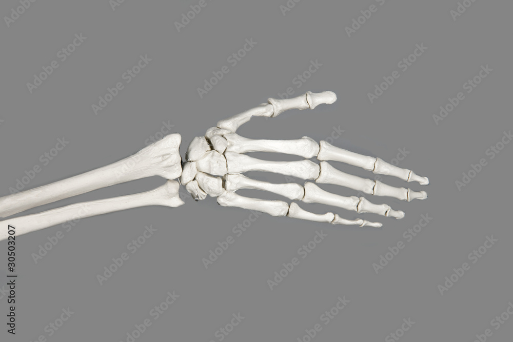 Skelett Hand Stock Photo | Adobe Stock