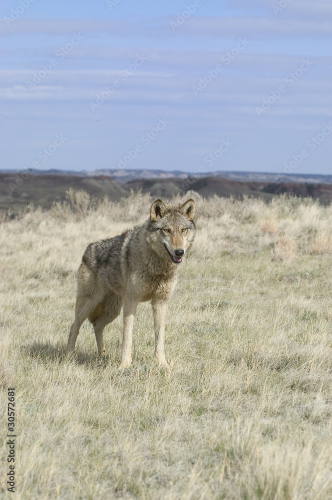 Wolf Stock Photo | Adobe Stock