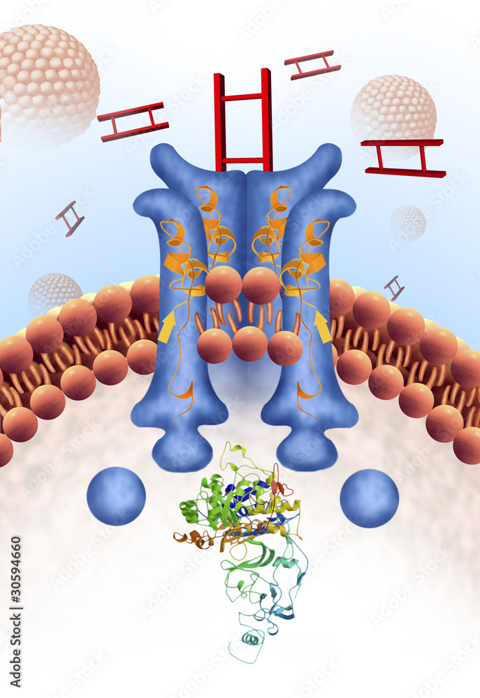 Receptor de insulina Stock Illustration | Adobe Stock