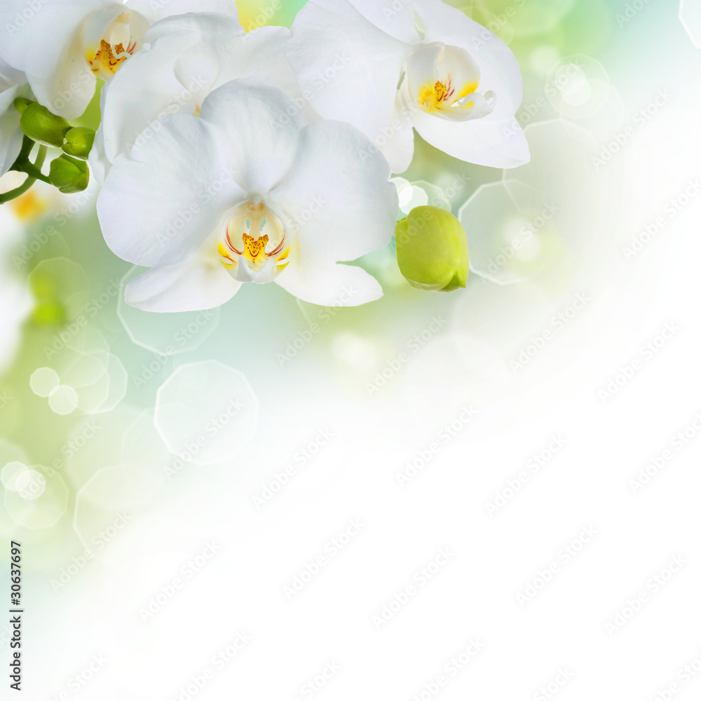 Zdjęcie Stock: Beautiful White Orchid Border | Adobe Stock