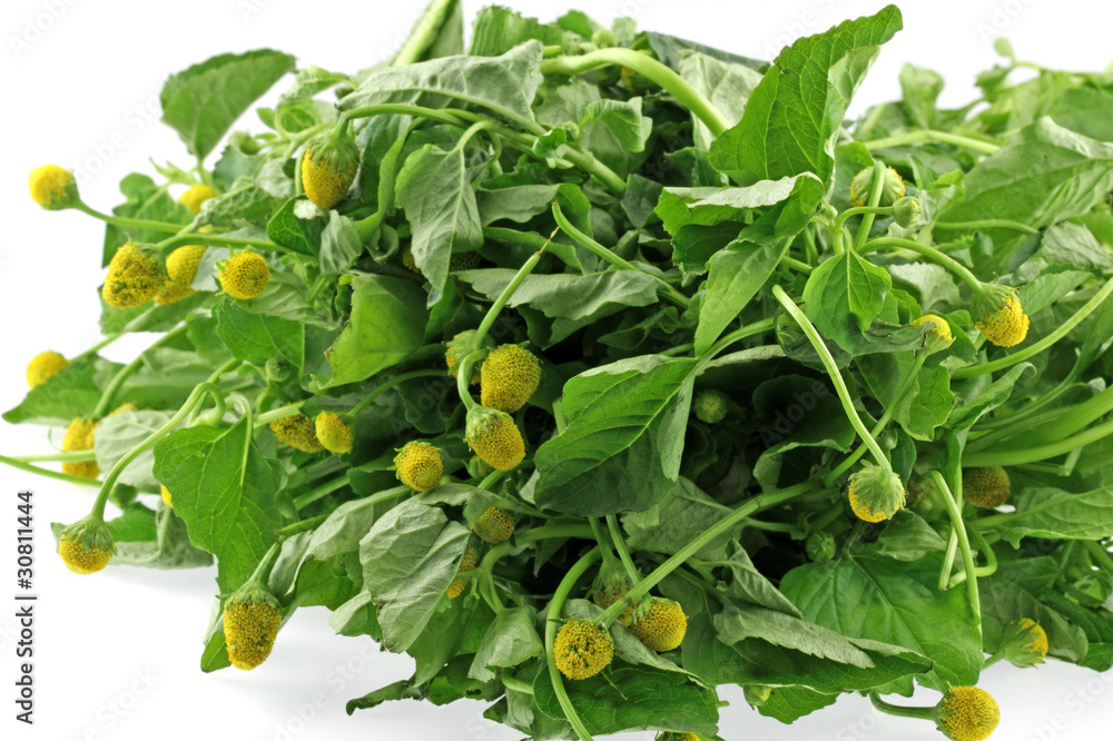 brèdes "mafane", acmella oleracea, gastronomie malgache Stock Photo ...