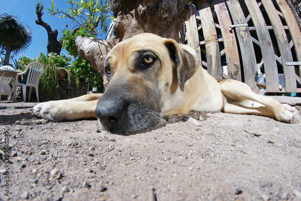 Fauler Hund im Garten Stock-Foto | Adobe Stock