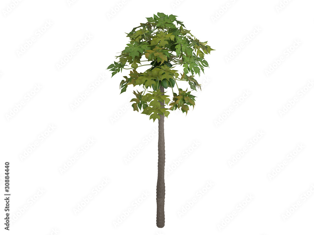 Melon Clip Art Tree