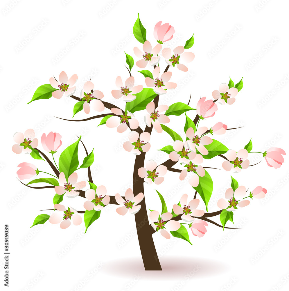 Apple Tree Blossoms Clip Art