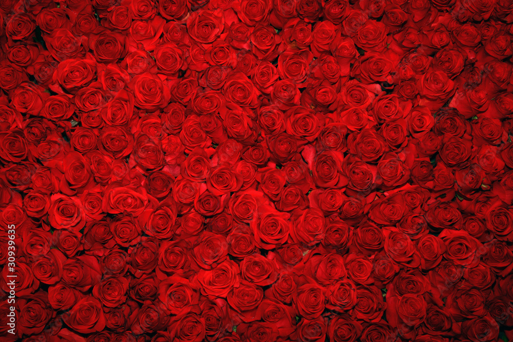 Background with red roses Stock Photo | Adobe Stock