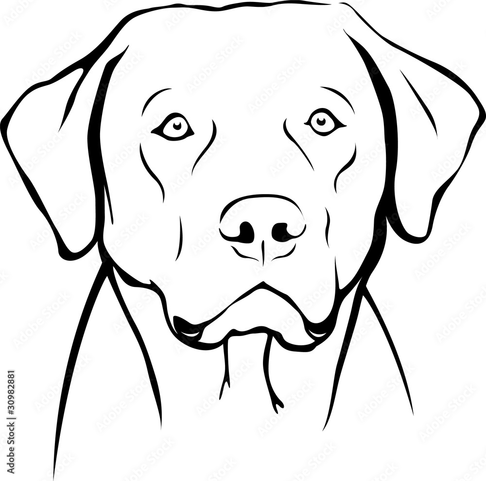 Labrador Retriever Portrait Stock-Vektorgrafik | Adobe Stock