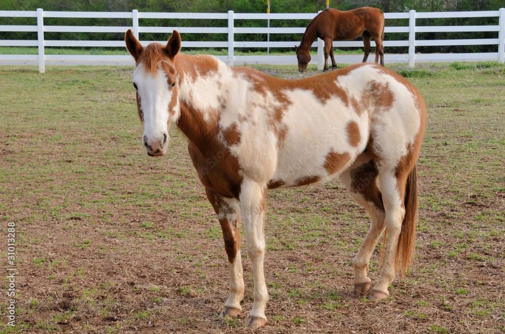 Red Roan Paint Horses