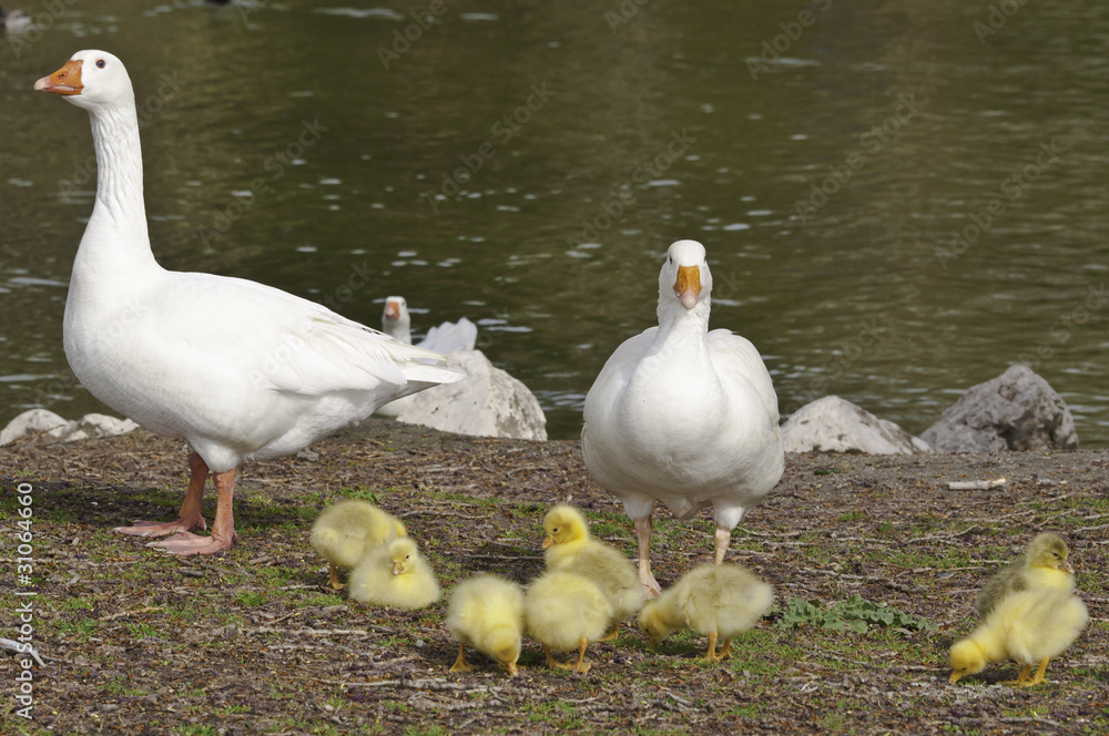 Familia de ocas foto de Stock | Adobe Stock
