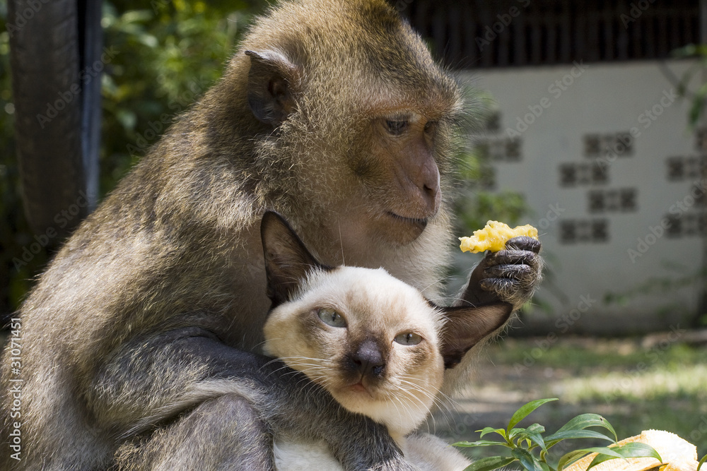 Monkey hugging cat Stock Photo | Adobe Stock