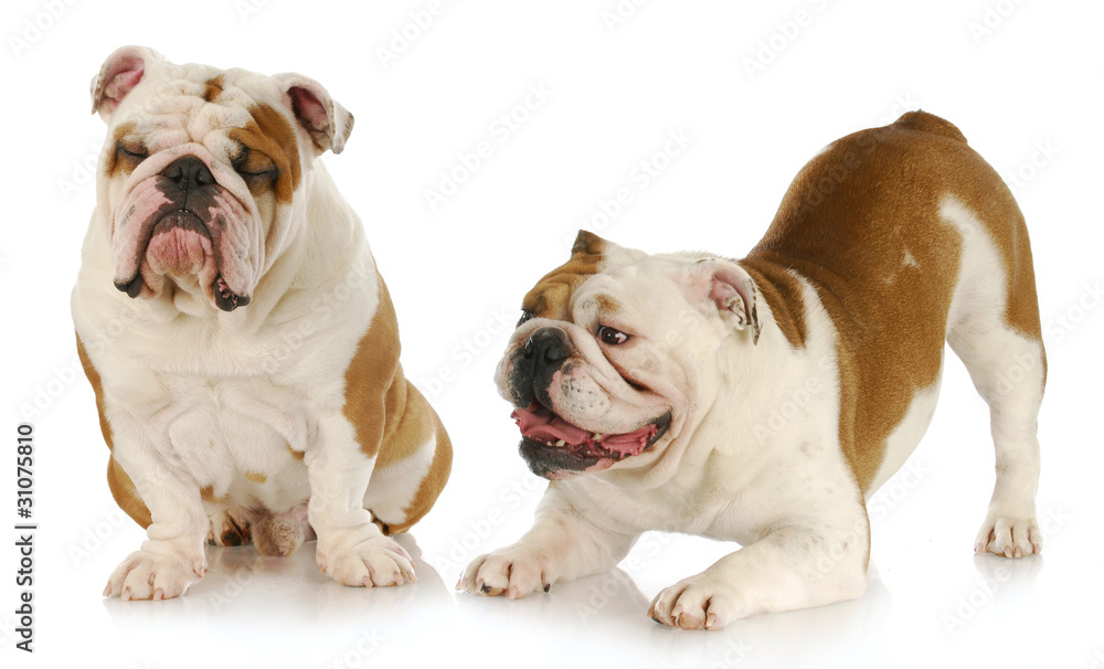 dogs playing Stock Photo | Adobe Stock