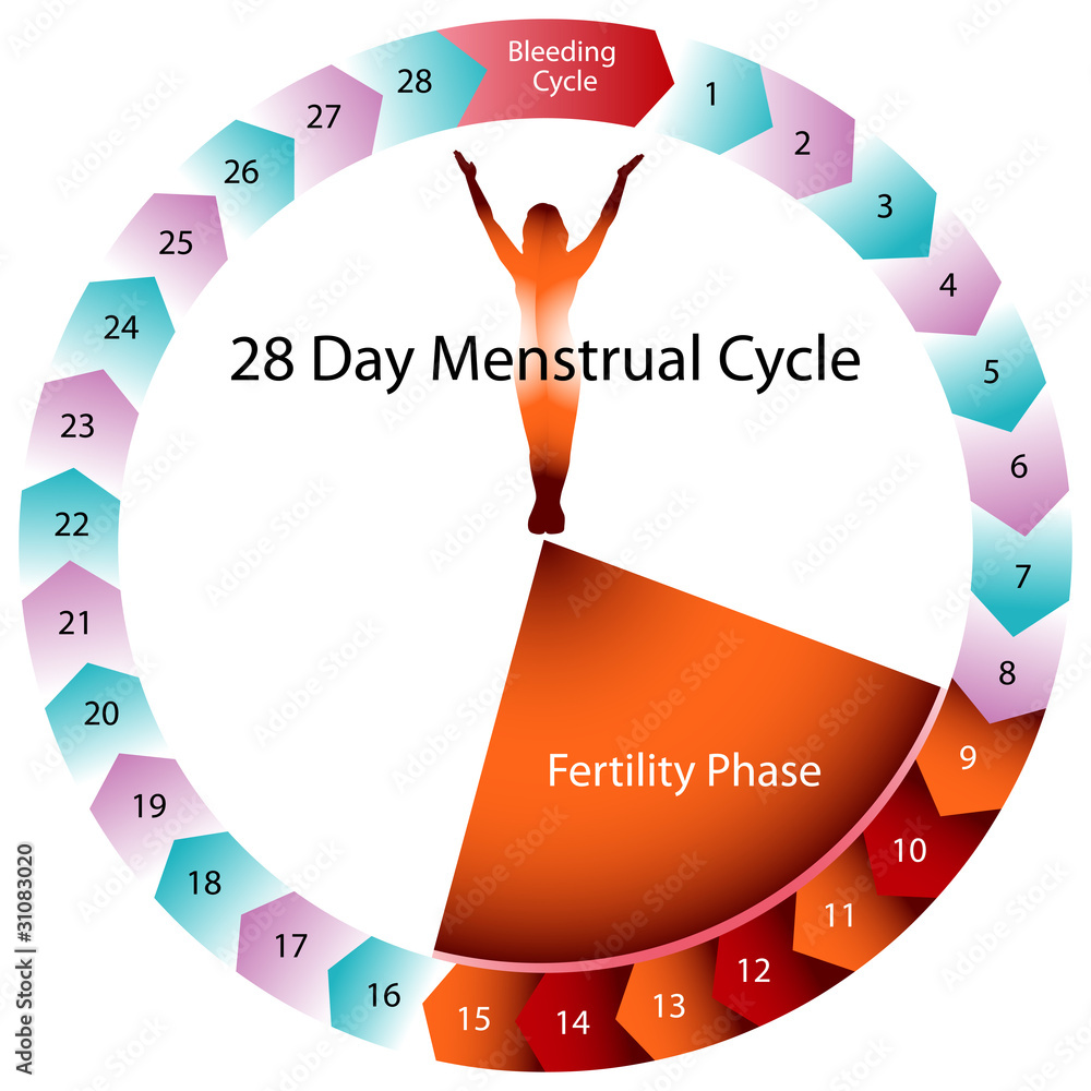 Menstrual Cycle Fertility Chart Stock Vector | Adobe Stock