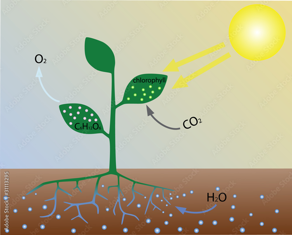 Photosynthesis (scheme) Stock Vector | Adobe Stock