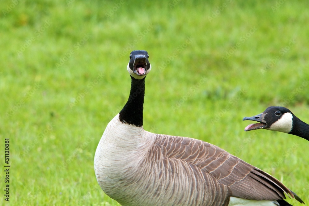 Angry Goose